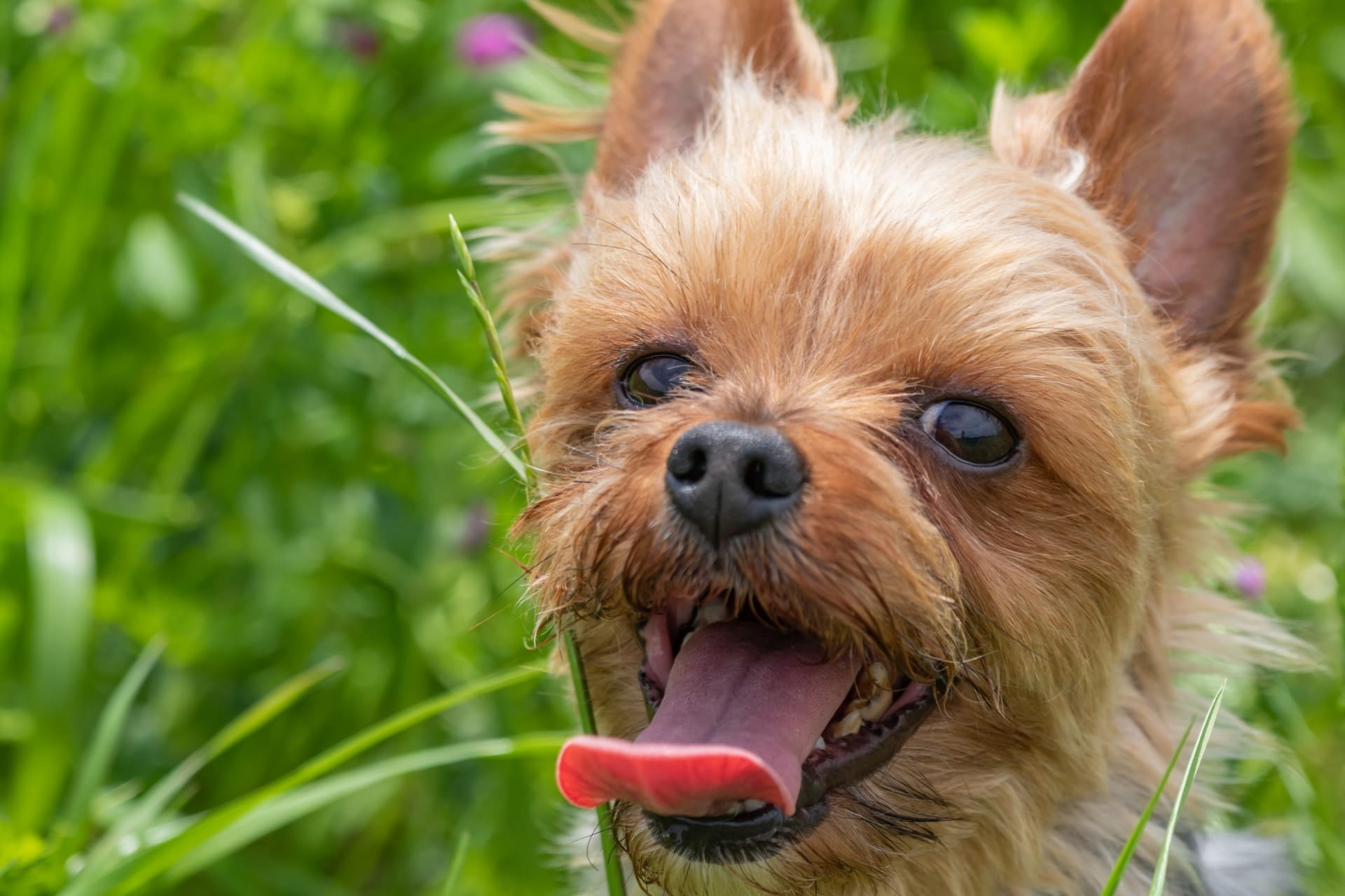 上野・御徒町・湯島のペット可のレストラン・カフェ | #site_title | ペトカレス