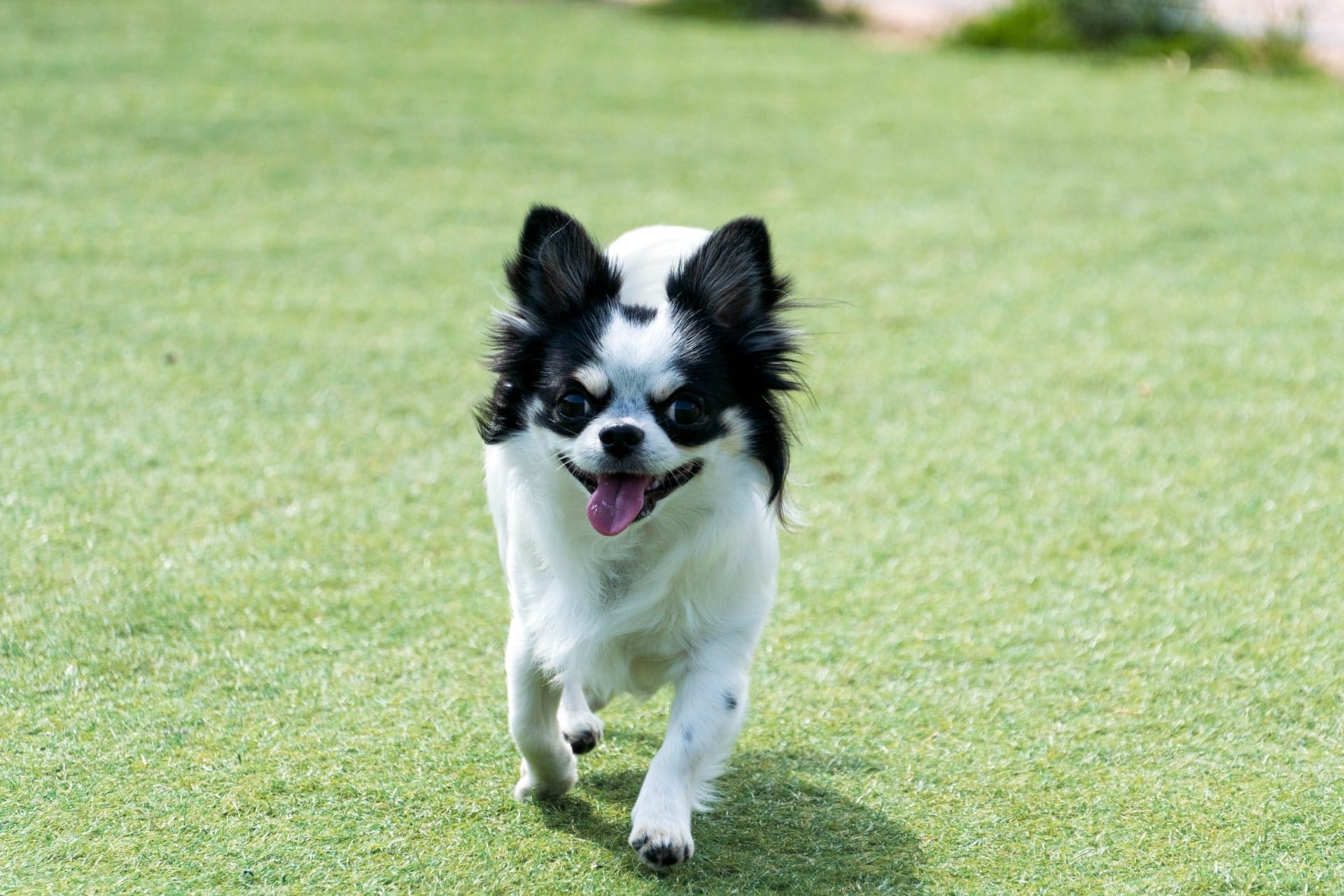 甲府・甲斐（山梨県）のペット可のレストラン・カフェ10選 | ペトカレス