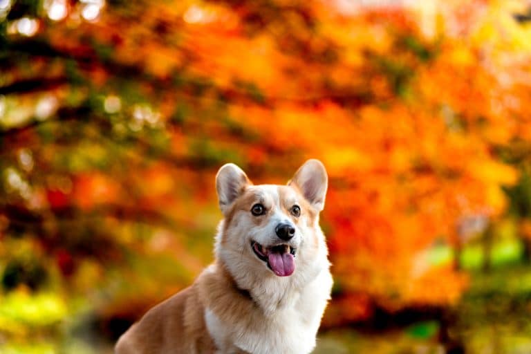 甲府盆地西部（山梨県）のペット可のレストラン・カフェ2選 | ペトカレス