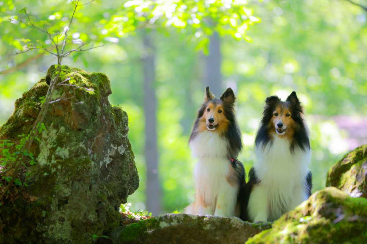 宍粟・左用（兵庫県）のペット可のレストラン・カフェ6選 | ペトカレス
